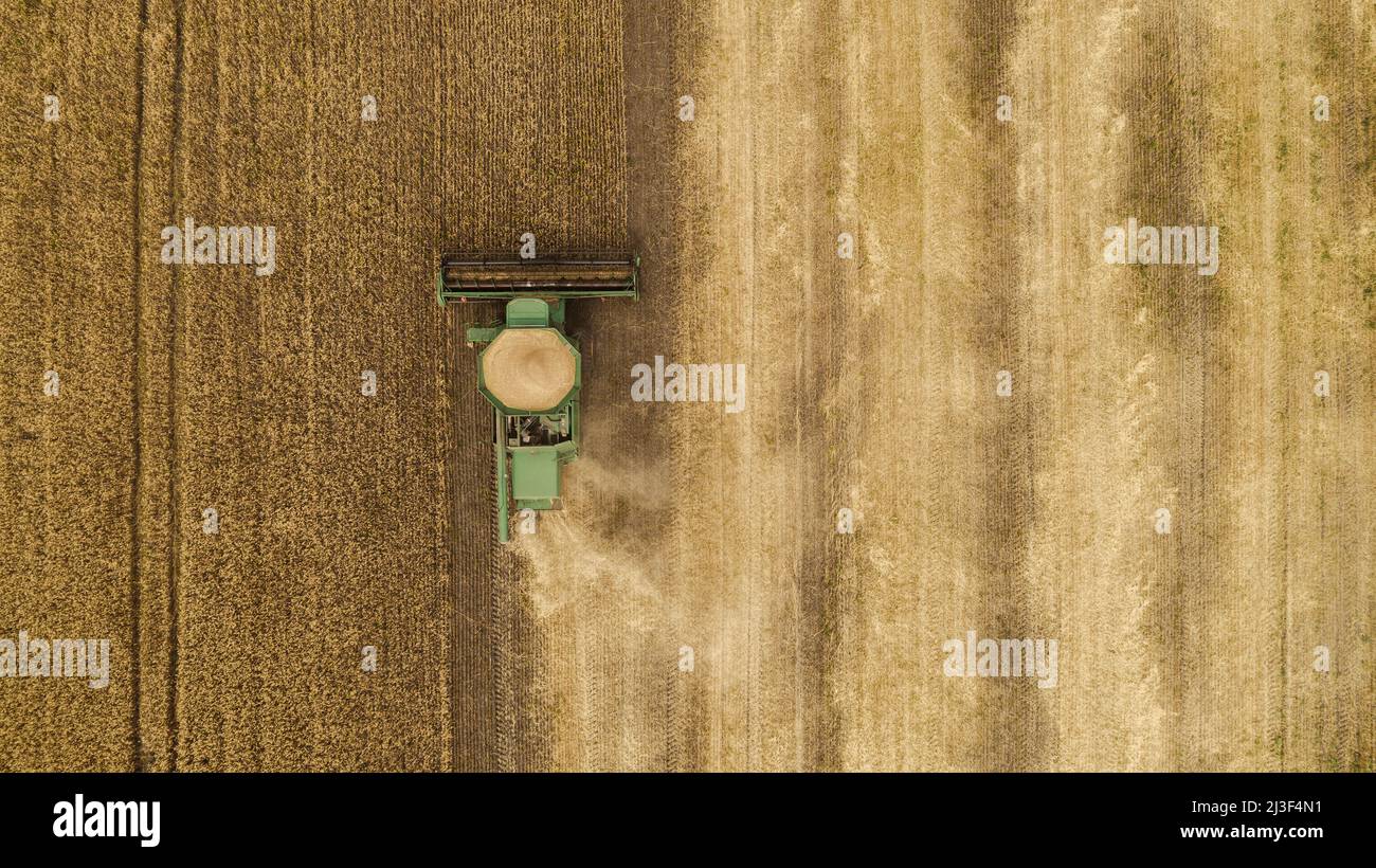 Aerial view combine harvester harvesting on the field Stock Photo - Alamy