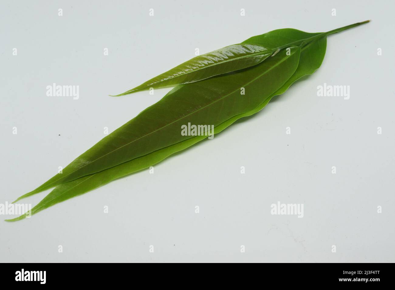 Polyalthia longifolia var pendula - leaves, Monoon longifolium. with ...