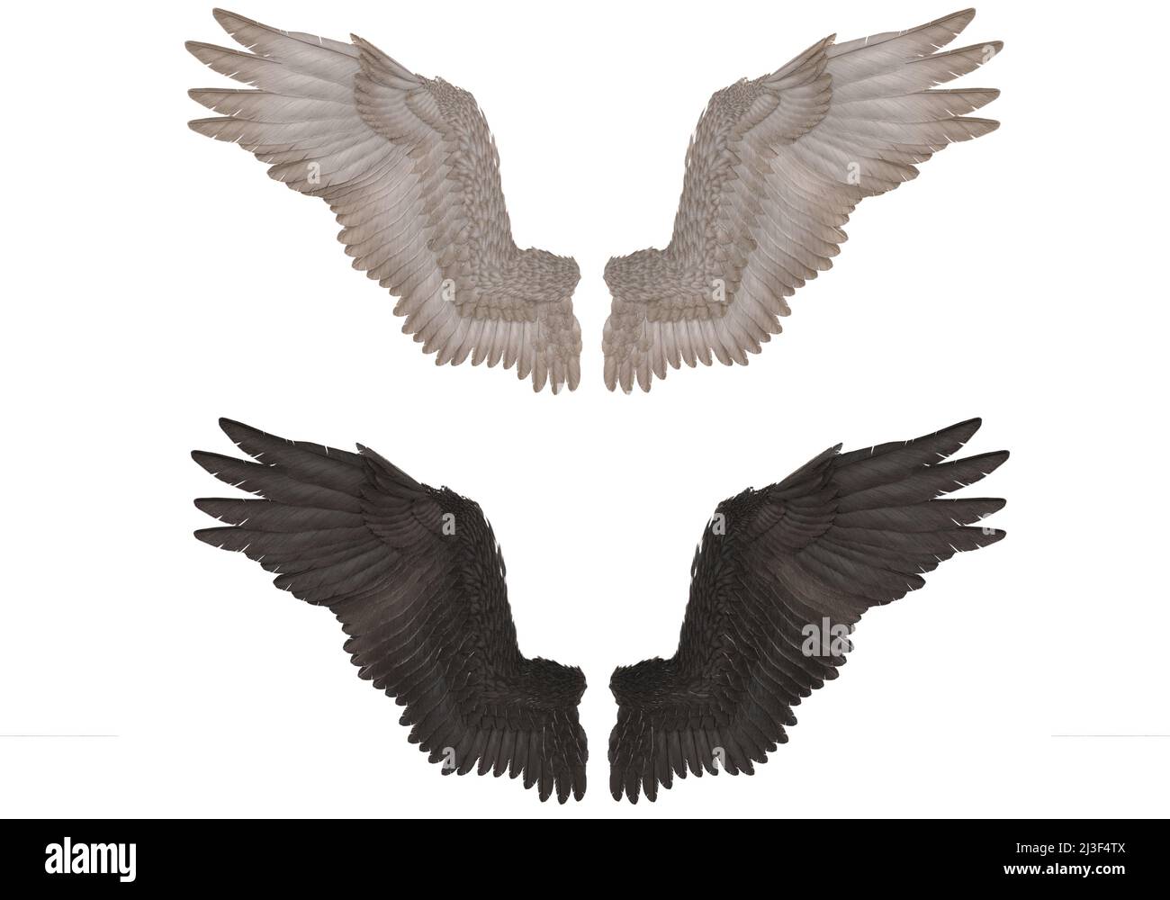 3D Render : Realistic isolated angel wings pair of falcon wings,wings ...