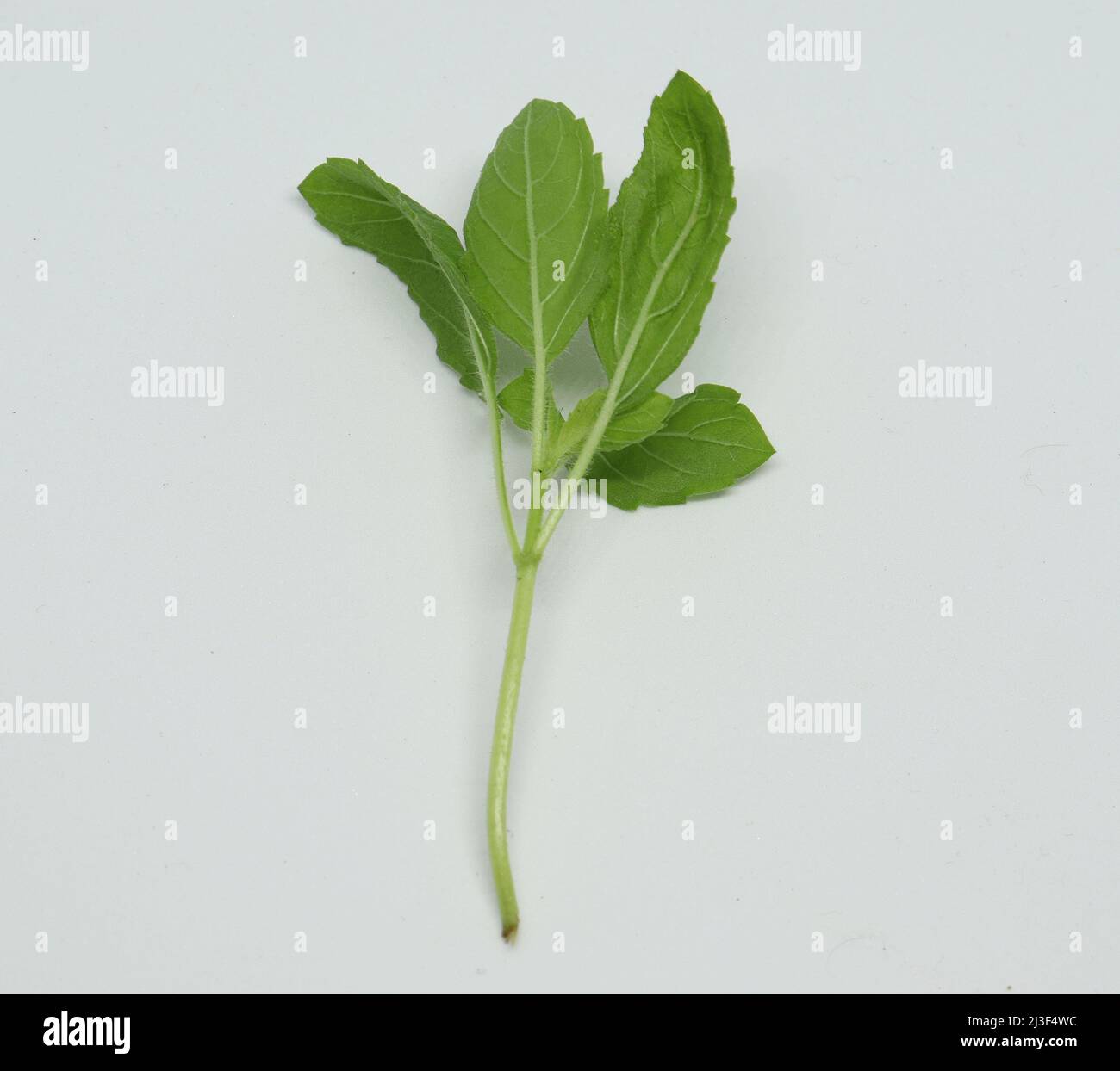 Hindi Name: Tulsi English Name: Holy Basil Latin Name: Ocimum sactum ...