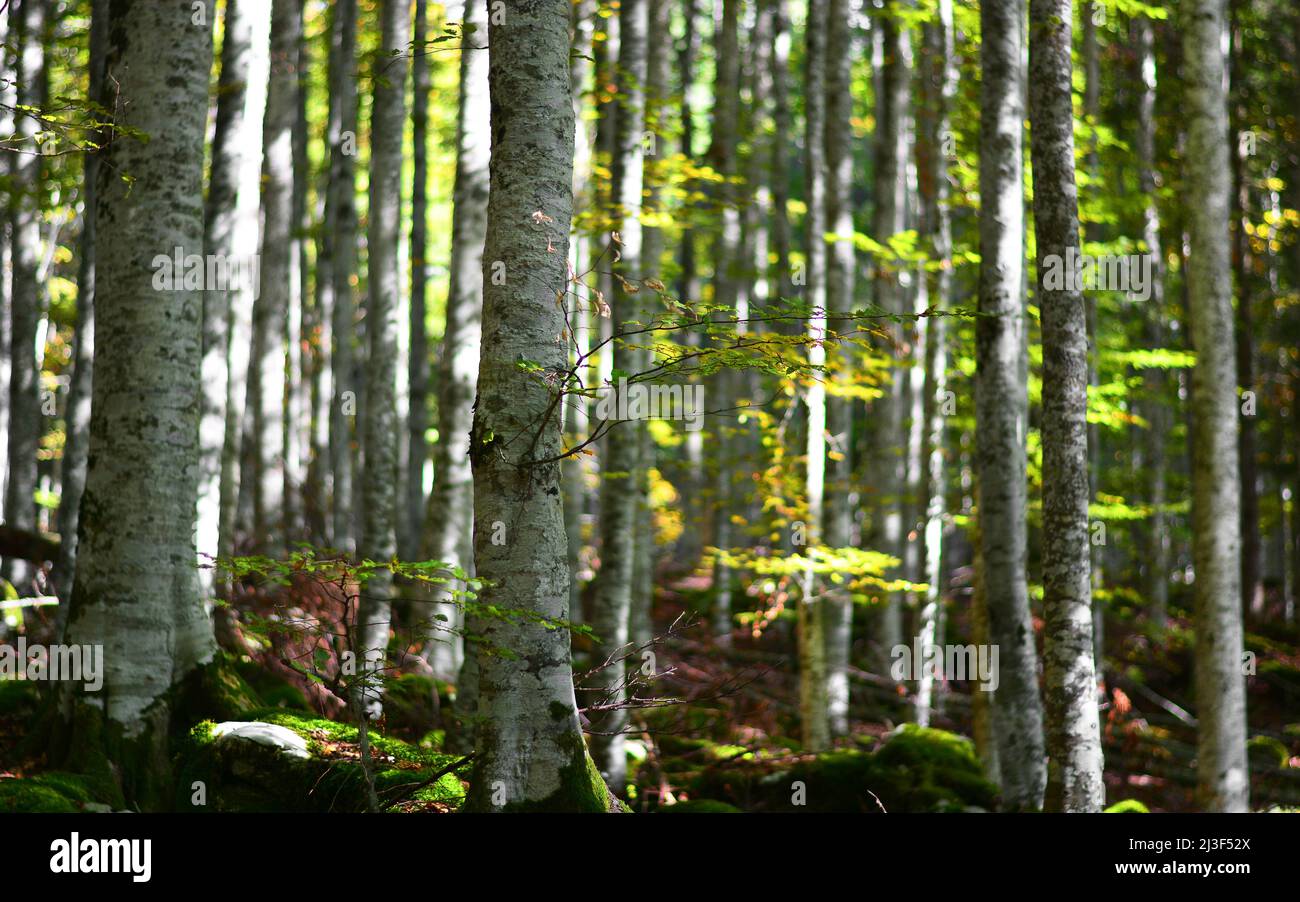 it's spring time in the forest Stock Photo - Alamy