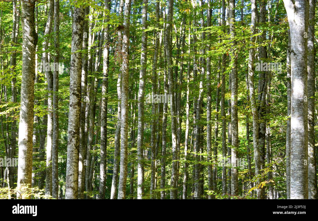it's spring time in the forest Stock Photo - Alamy