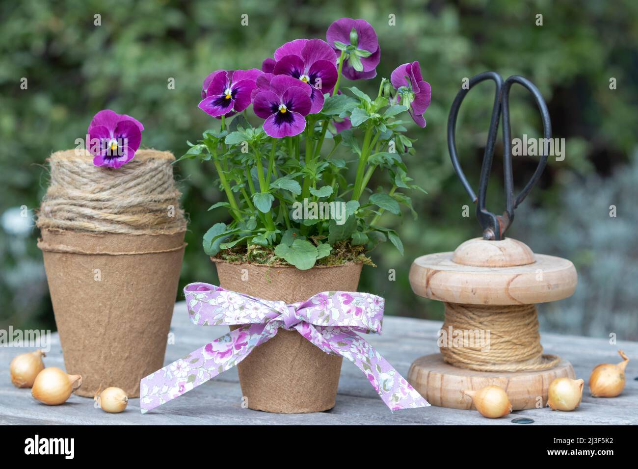 purple viola flower in biodegradable pot as spring garden decoration ...