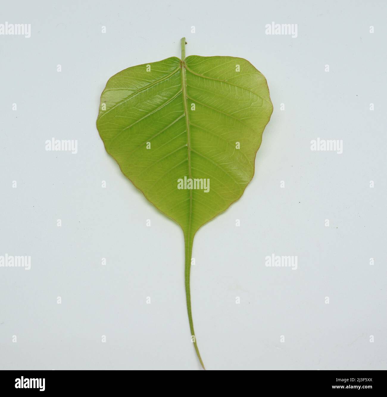 Pipal Tree leaf. with white background Stock Photo - Alamy