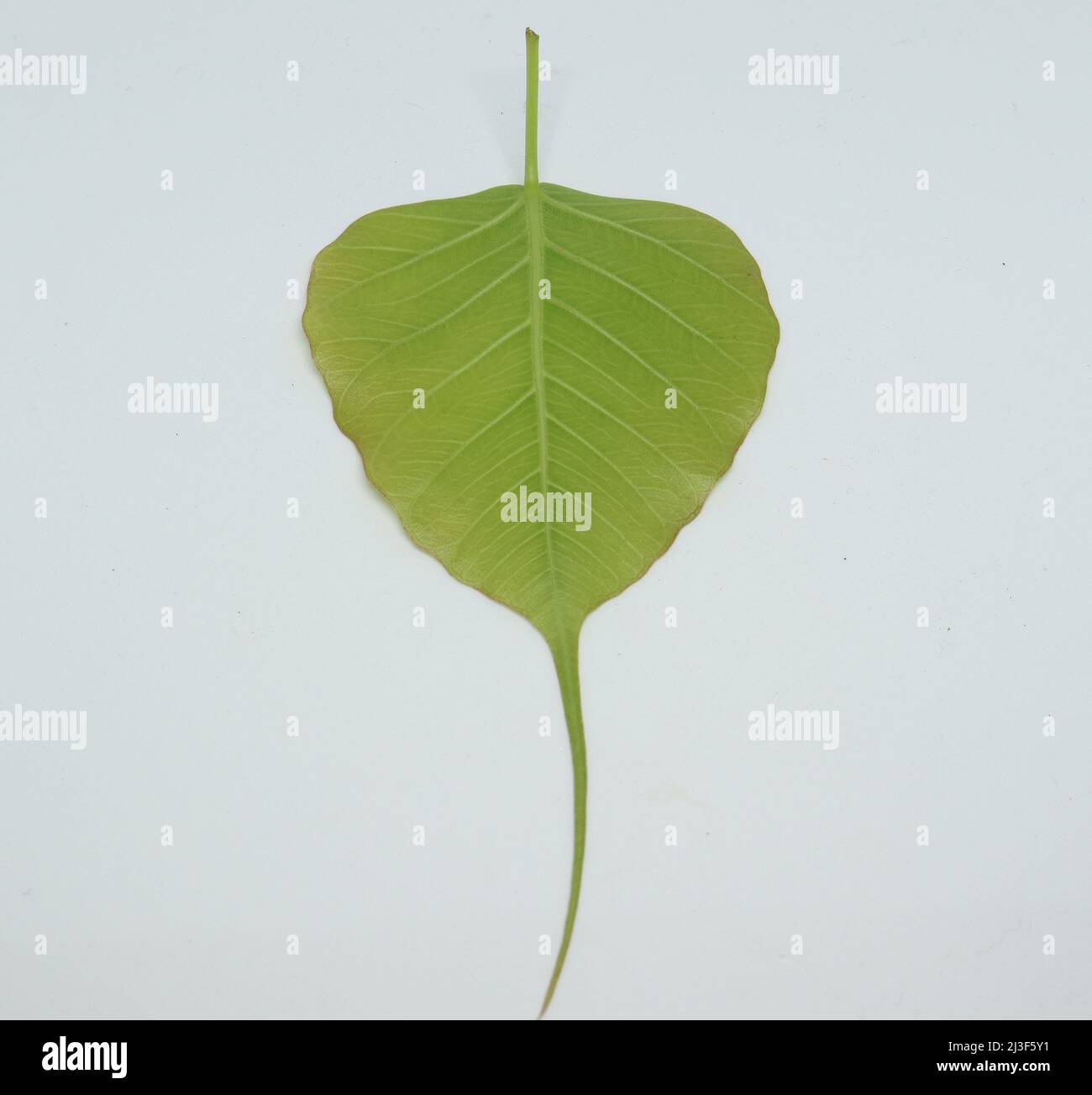 Pipal Tree leaf. with white background Stock Photo - Alamy