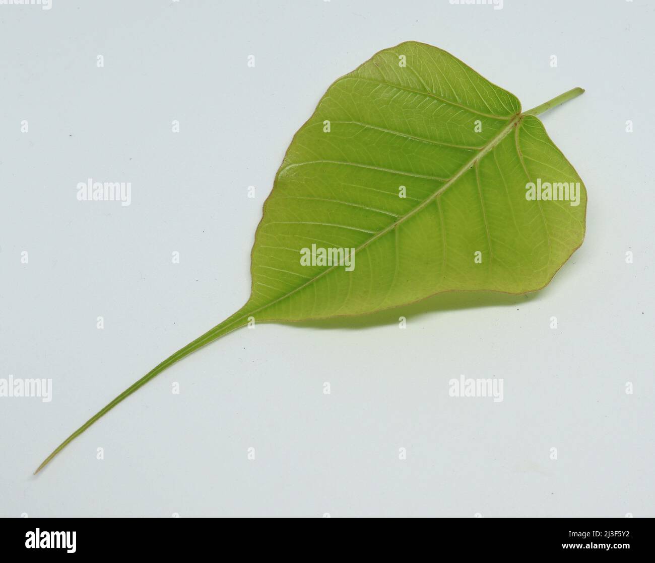 Pipal Tree leaf. with white background Stock Photo - Alamy
