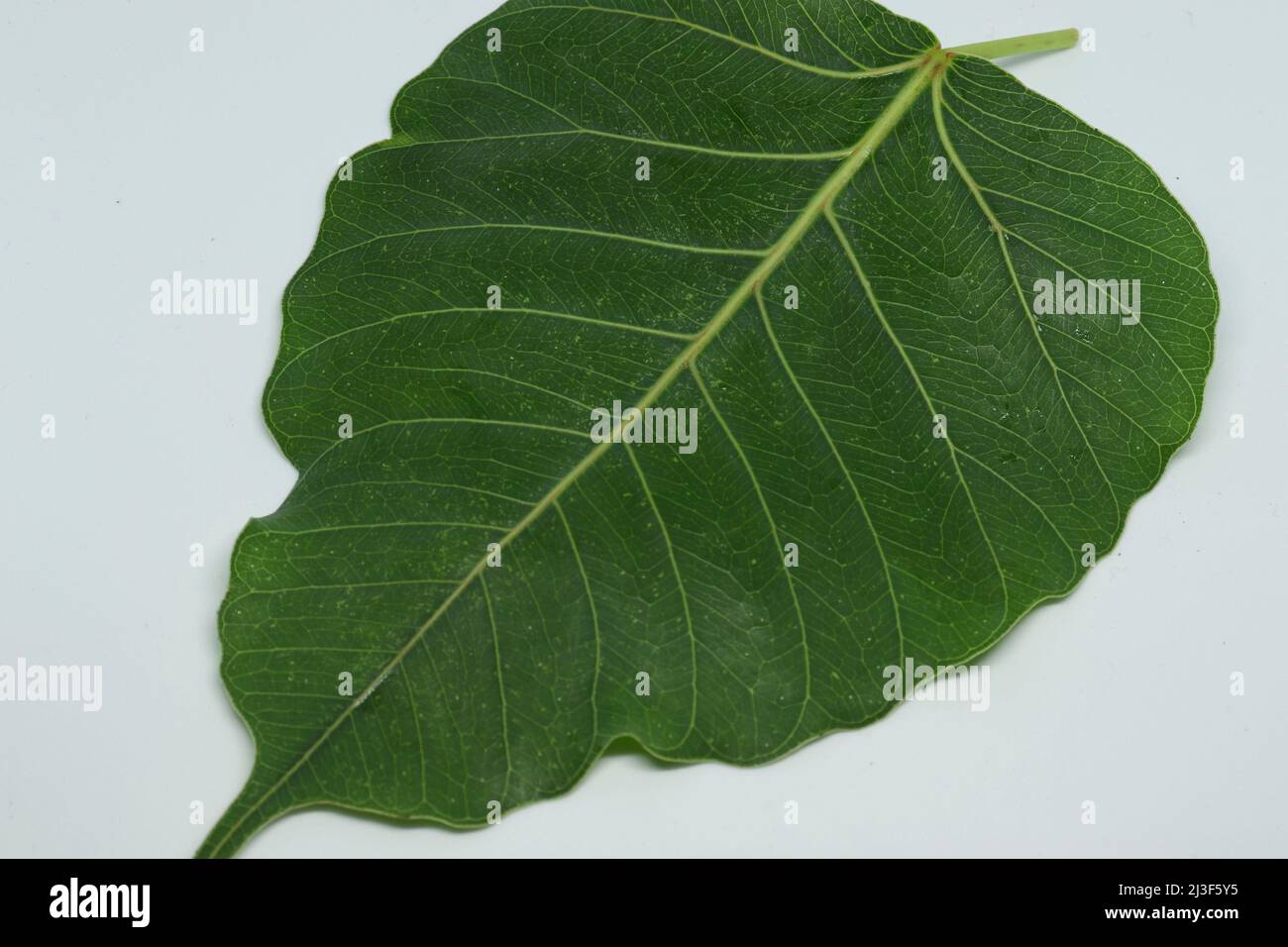 Pipal Tree leaf. with white background Stock Photo - Alamy