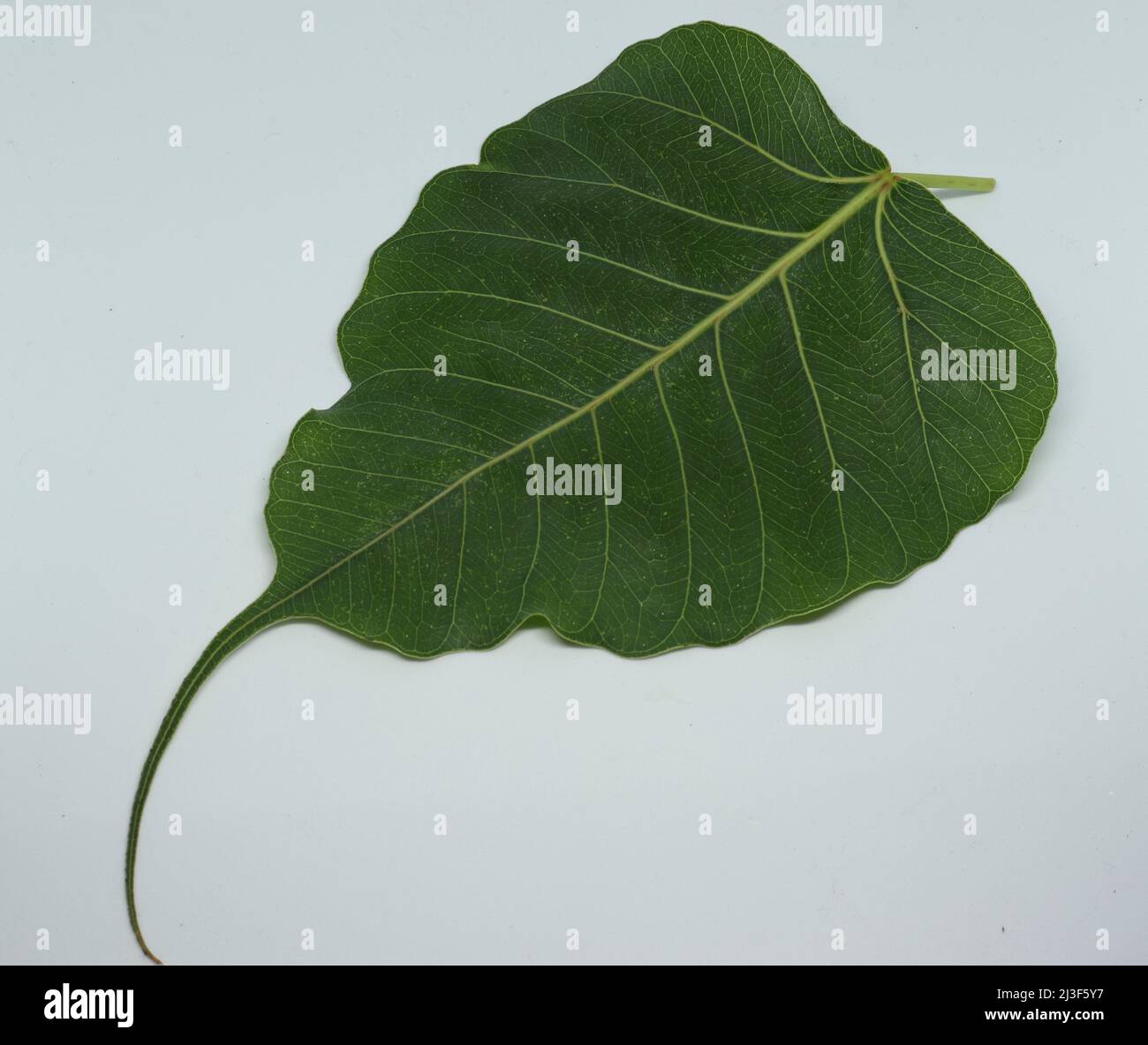 Pipal Tree leaf. with white background Stock Photo - Alamy