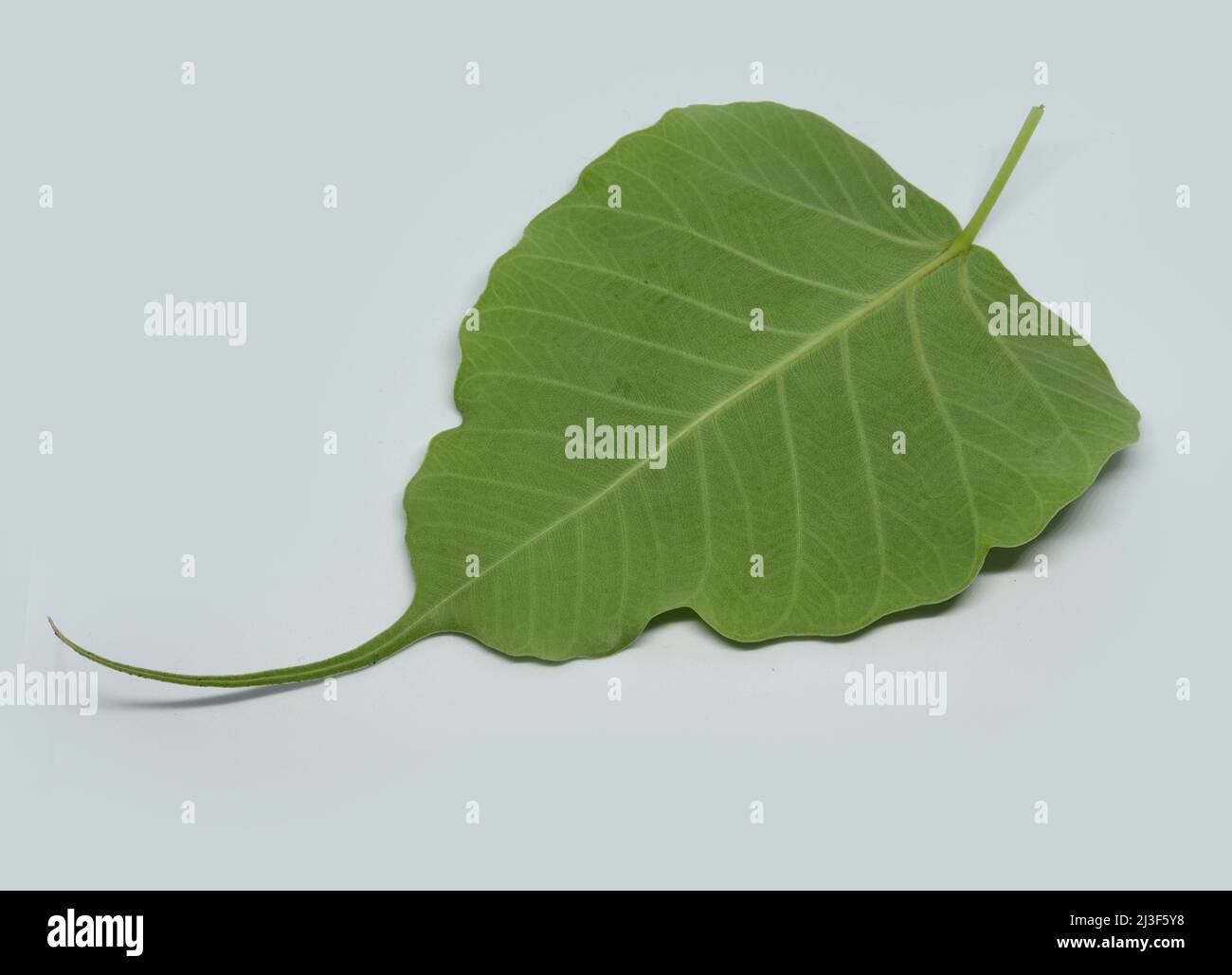 Pipal Tree leaf back side view. with white background Stock Photo - Alamy