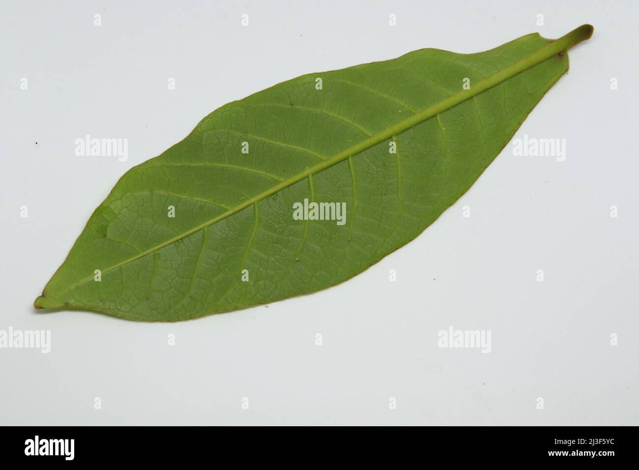 almond plants leaf back side view. with white backgrounds Stock Photo ...