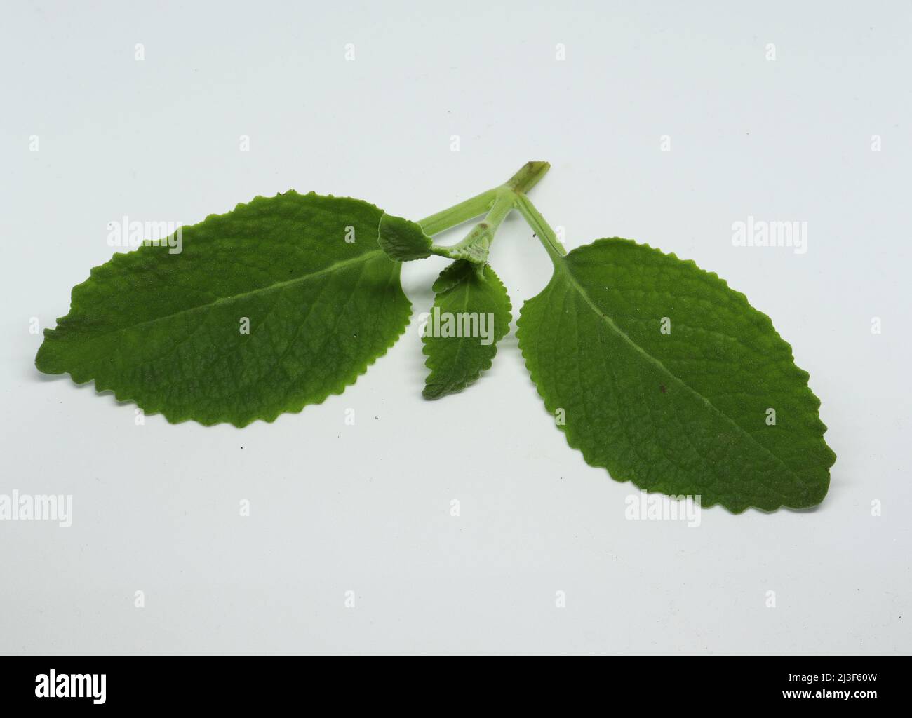 Indian borage hi-res stock photography and images - Alamy