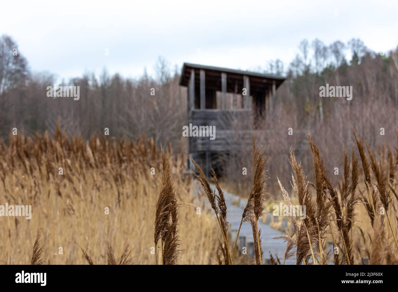 A wooden pier and an observation tower on a reed field in the national ...