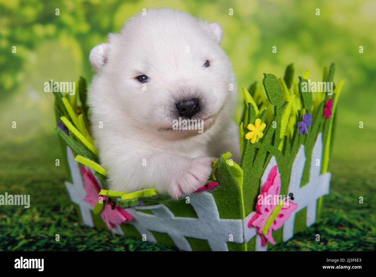 Two samoyed in grass hi-res stock photography and images - Alamy