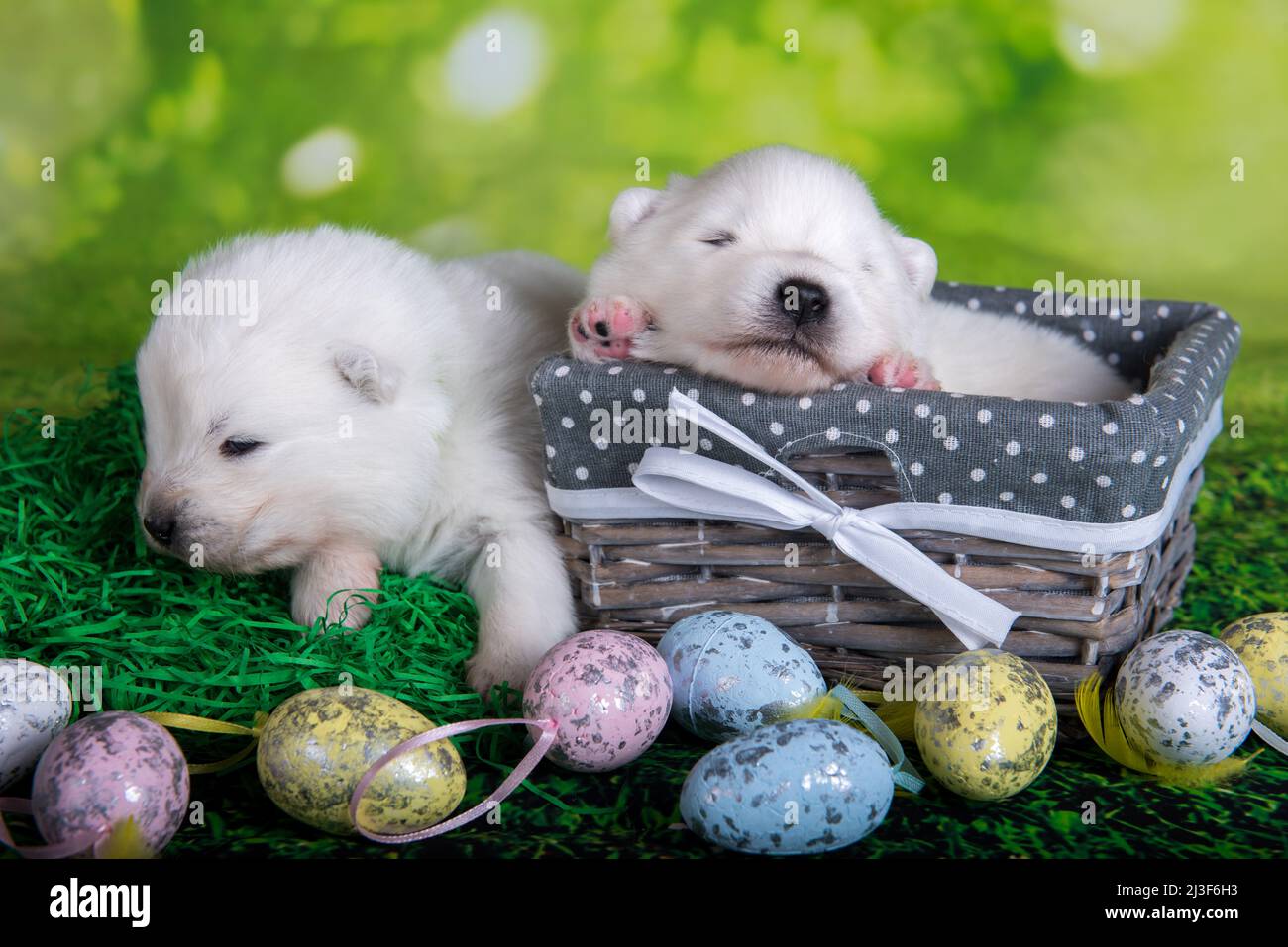 Small basket rests hi-res stock photography and images - Alamy