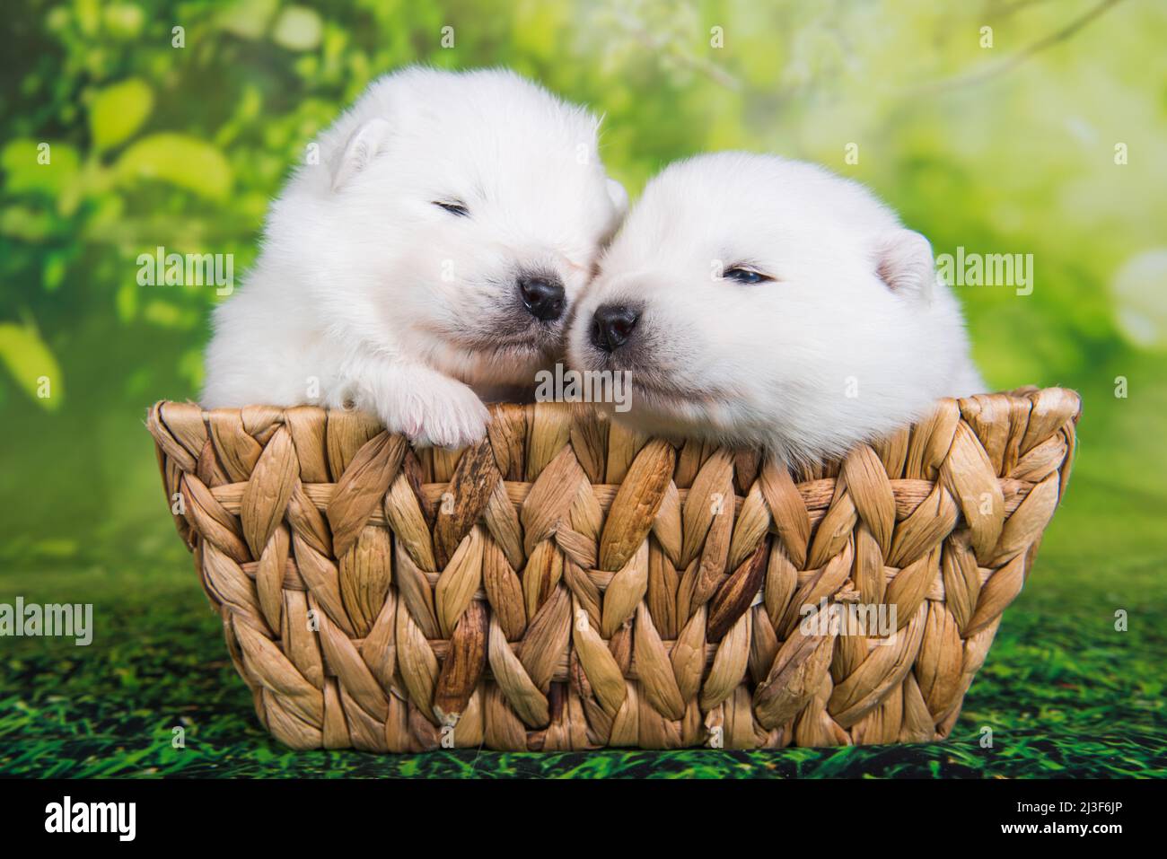Two White small Samoyed puppies dogs two weeks age in Easter basket ...