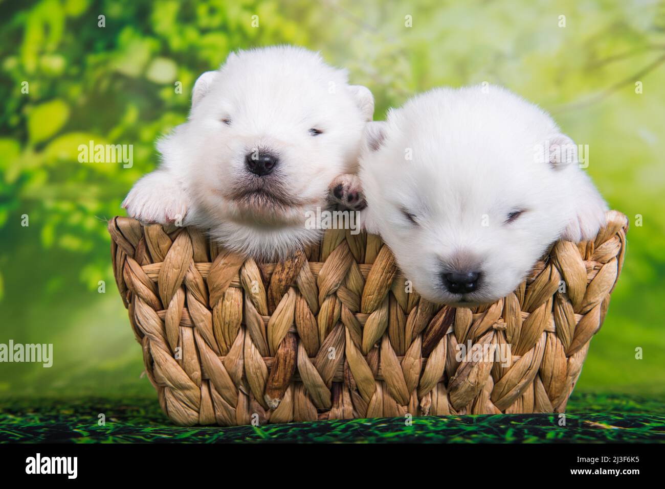 Two White small Samoyed puppies dogs two weeks age in Easter basket ...