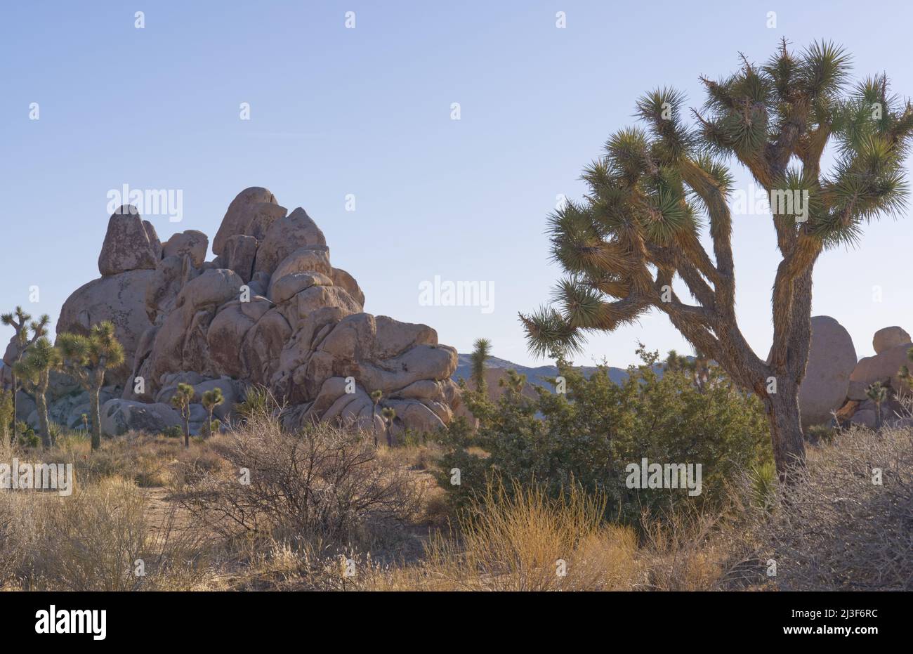 Boulders and Joshua Trees in Joshua Tree National Park, California ...