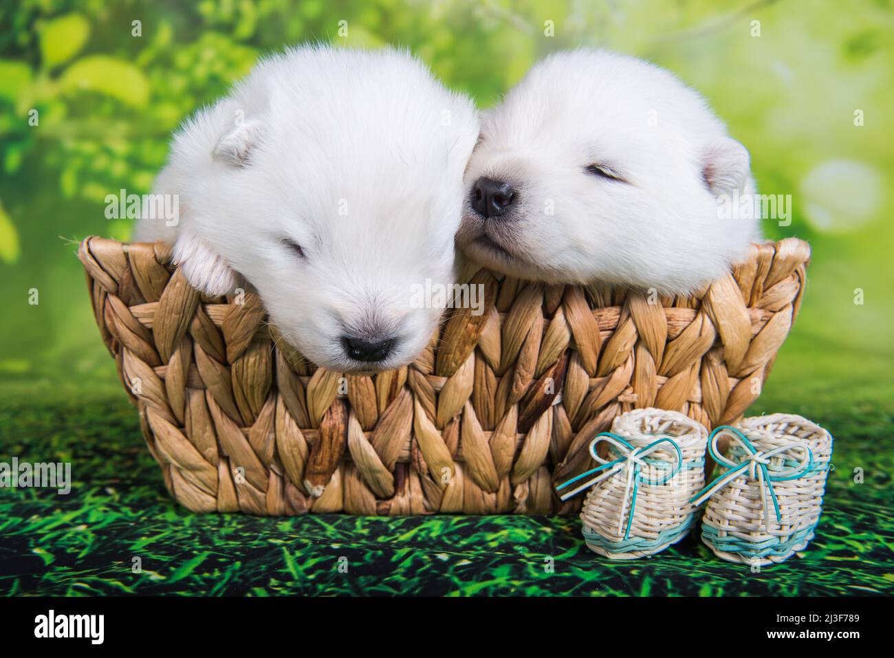 Two White small Samoyed puppies dogs two weeks age in Easter basket ...