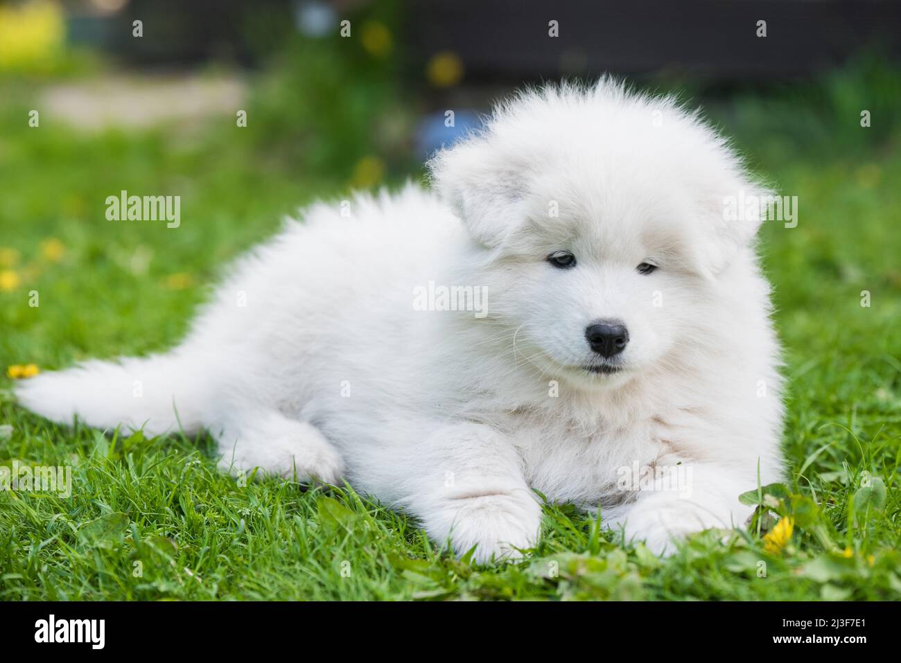 Funny Samoyed puppy on the green grass Stock Photo - Alamy