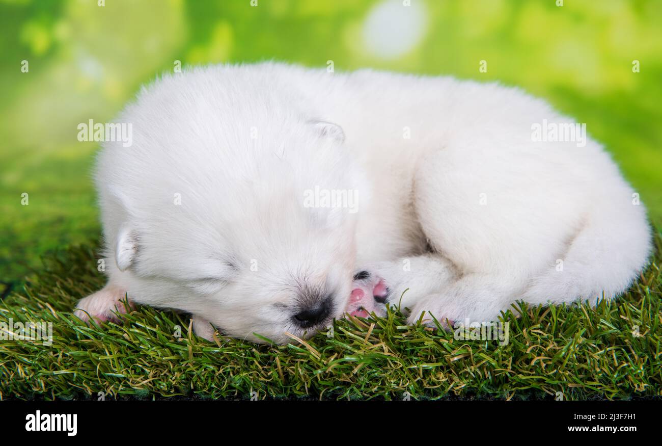 White small Samoyed puppy dog on green grass background Stock Photo - Alamy