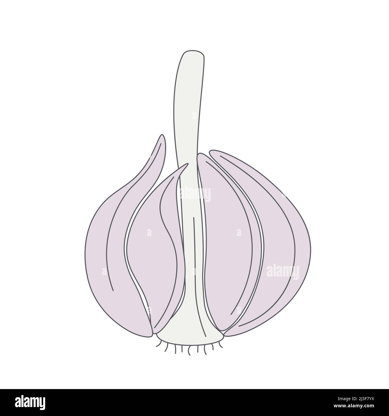Head garlic isolated vector illustration. Simple image garlic spice ...