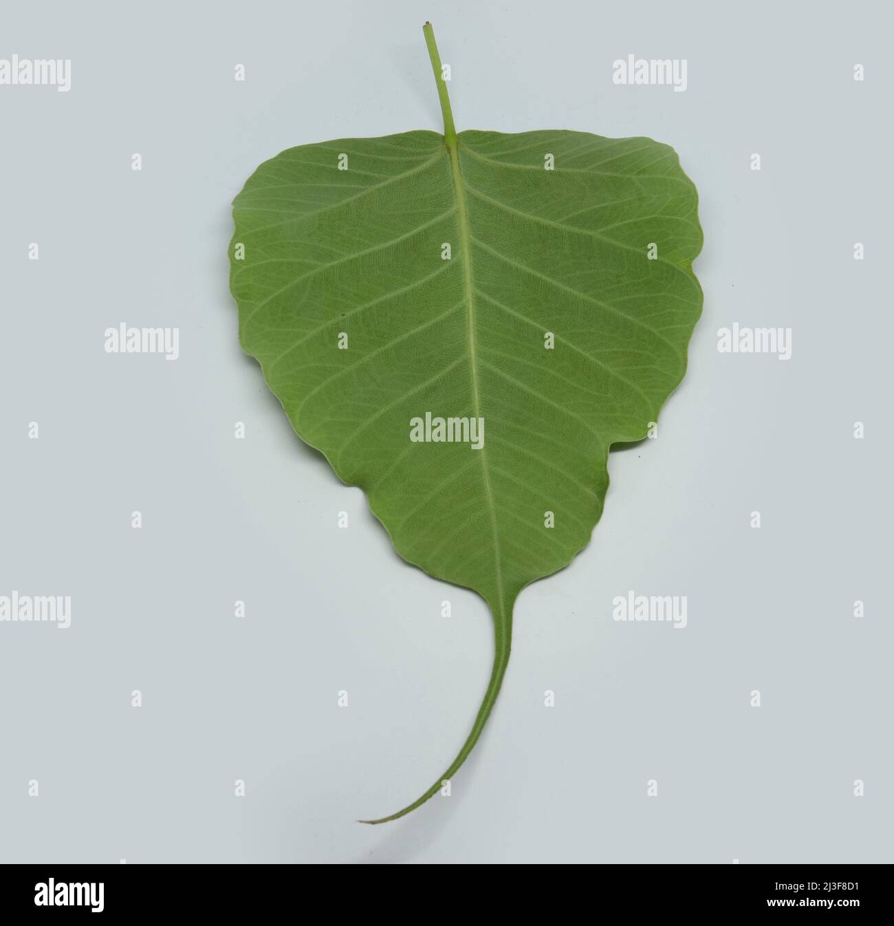 Pipal Tree (Ficus religiosa) leaf. with white background Stock Photo ...
