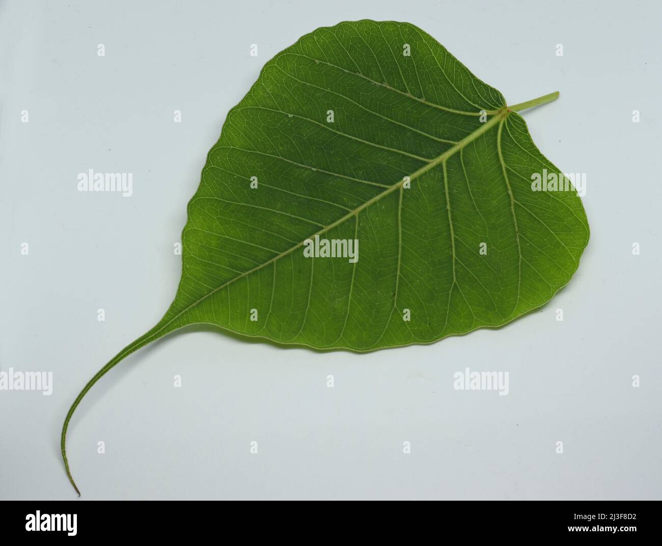 Pipal Tree (Ficus religiosa) leaf. with white background Stock Photo ...