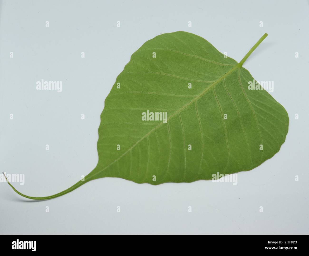 Pipal Tree (Ficus religiosa) leaf. with white background Stock Photo ...