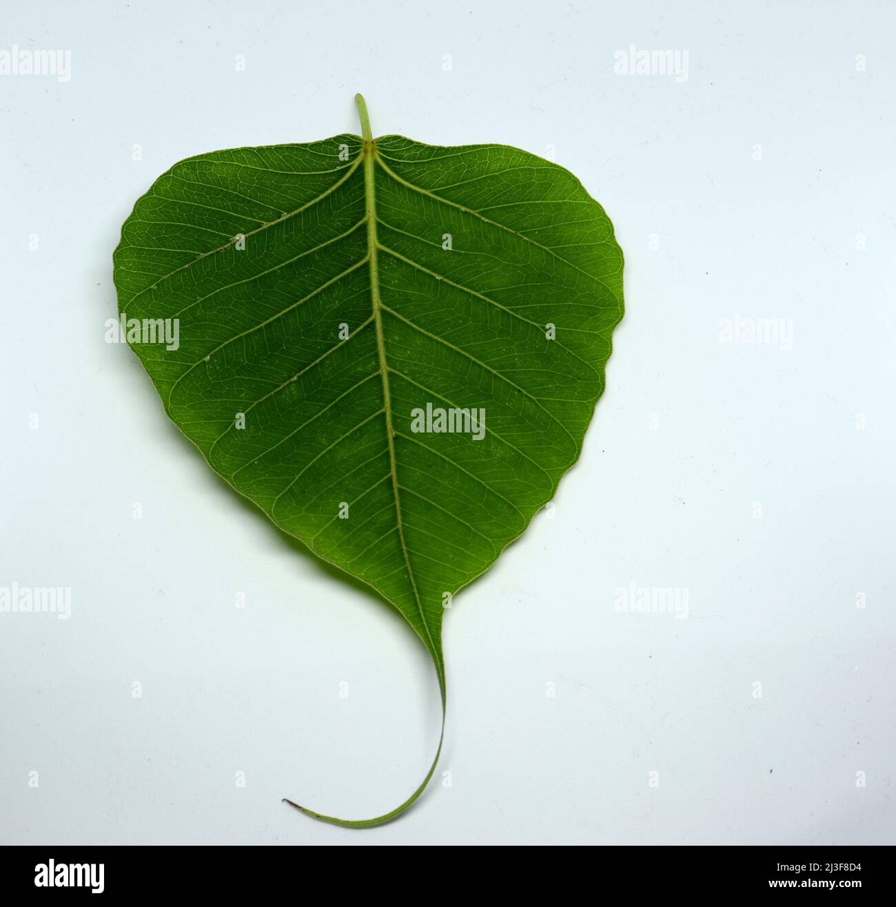 Pipal Tree (Ficus religiosa) leaf. with white background Stock Photo ...