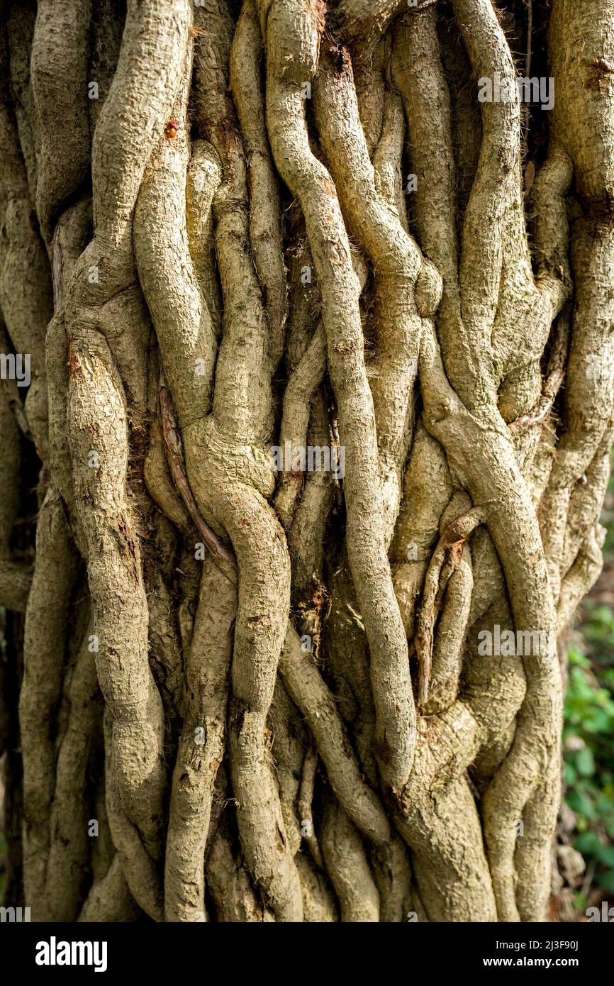 The stems of a Ivy climbing up the trunk of a tree Stock Photo - Alamy