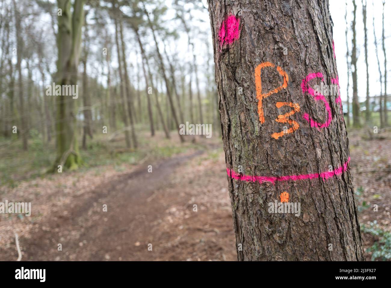 Markings sprayed onto a tree by the Forestry commission to indicate a ...