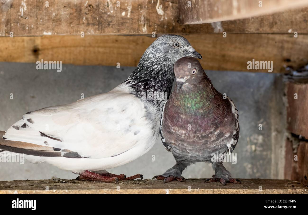 Close up selective focused a pair of domestic pigeons inside of the ...