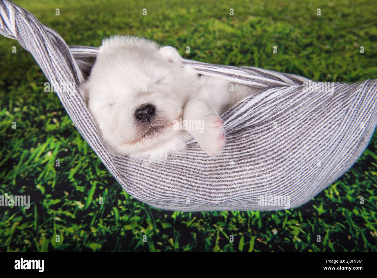 White fluffy small Samoyed puppy dog is in a scarf Stock Photo - Alamy