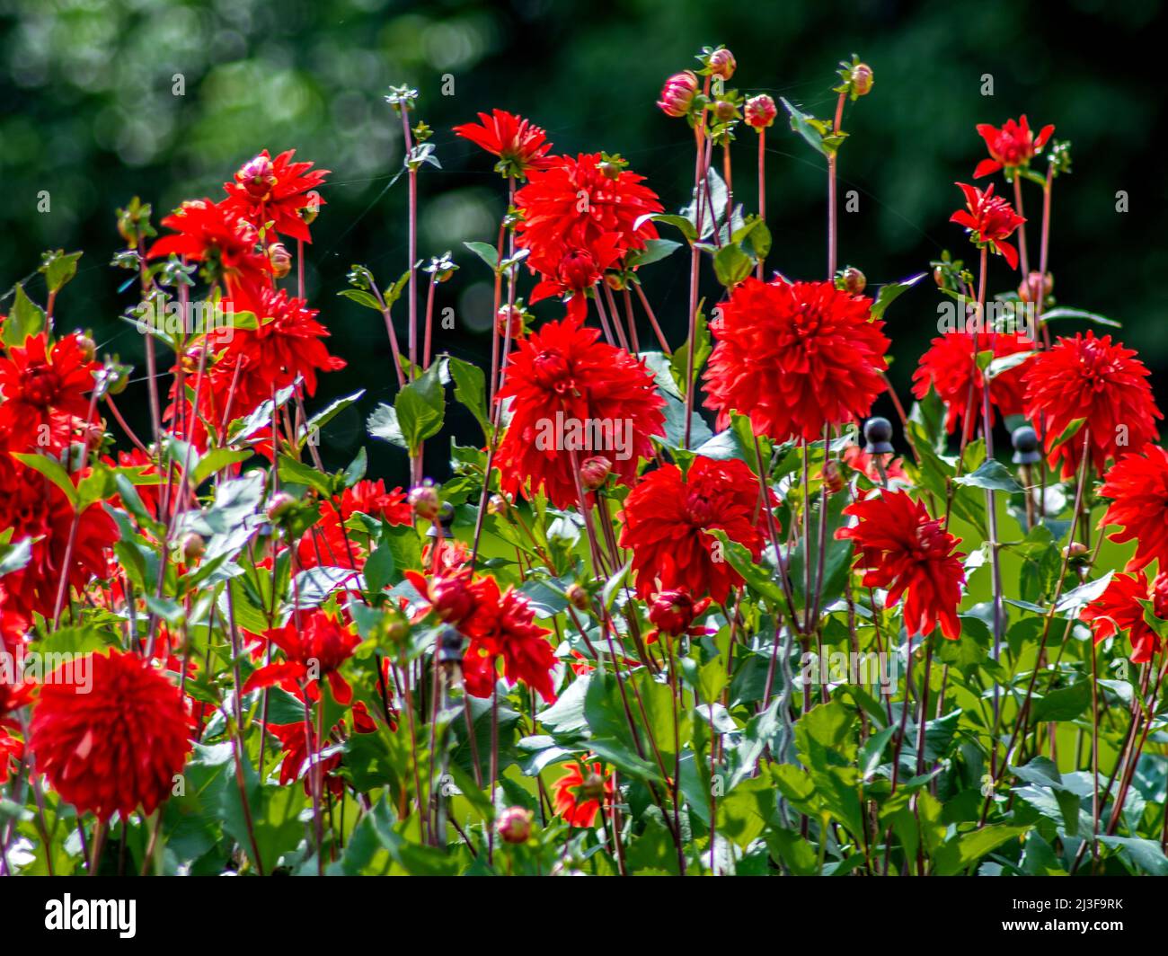 Red dahlias hi-res stock photography and images - Alamy