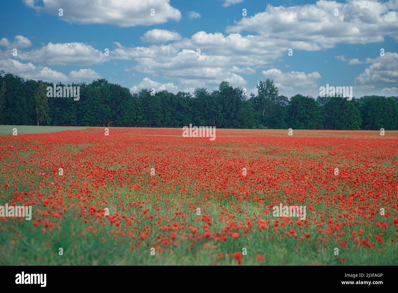 The corn poppy shines in the red color splendor. When a green meadow is ...