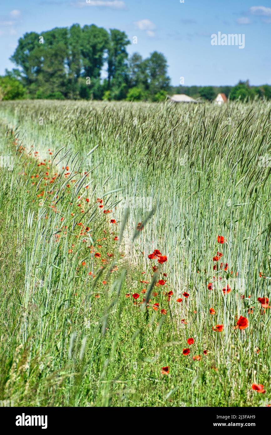 The corn poppy shines in the red color splendor. When a green meadow is ...