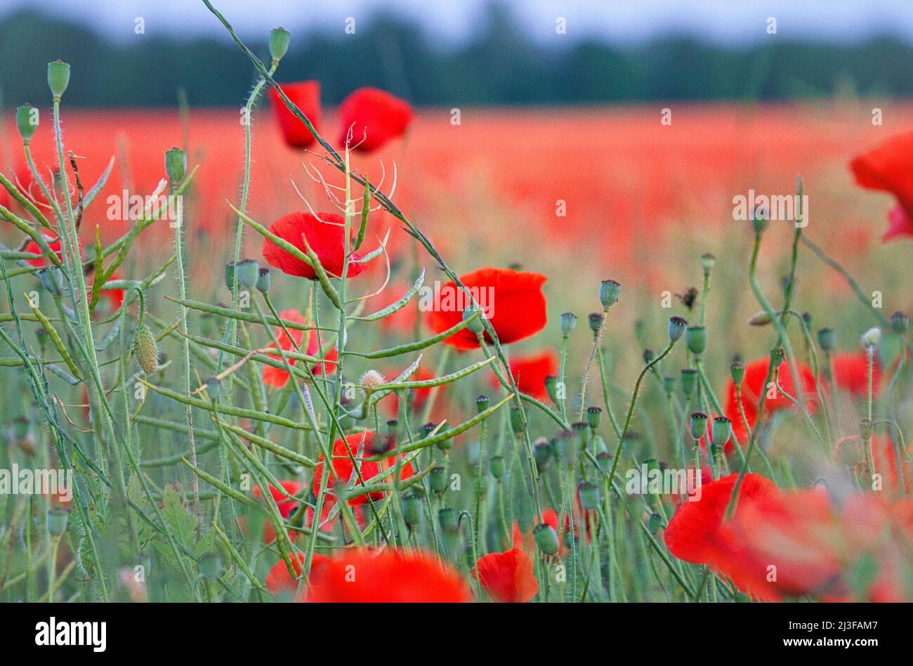 The corn poppy shines in the red color splendor. When a green meadow is ...