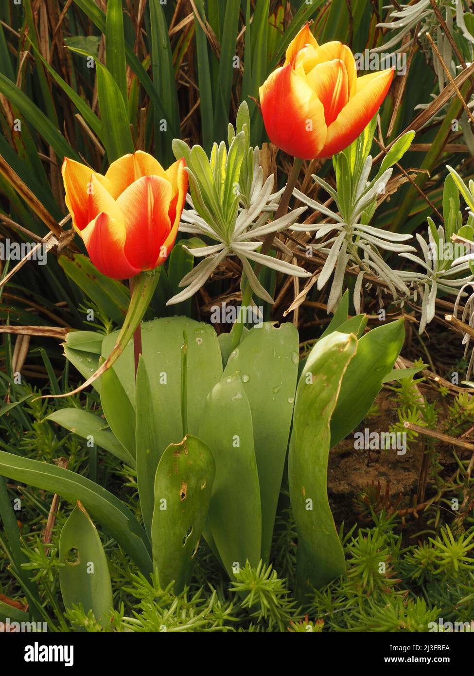 Red and yellow variegated tulip (tulipa) flowers in a sea of green ...