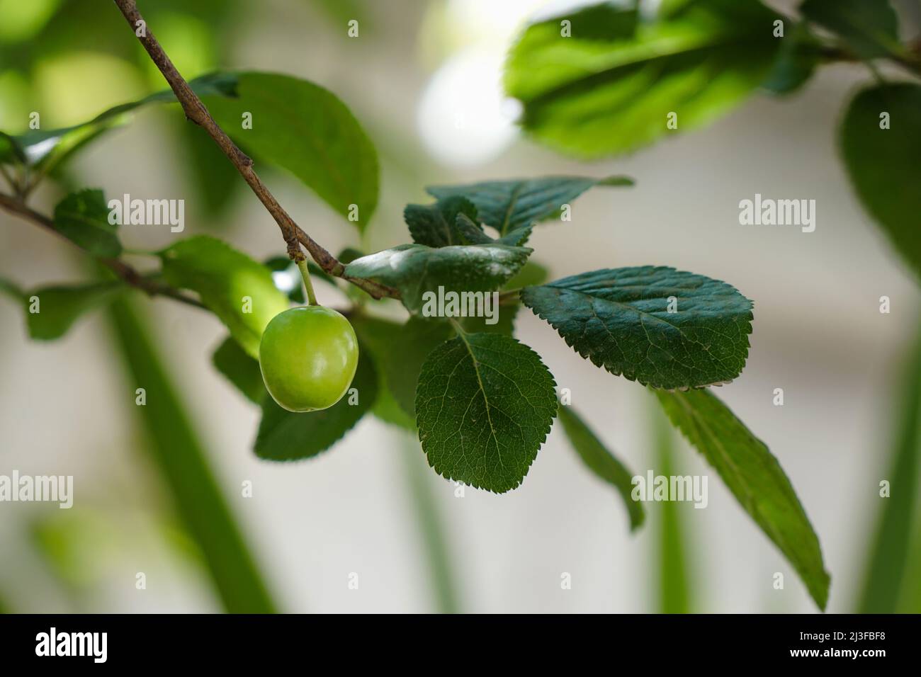 greengage fruit tree Stock Photo - Alamy
