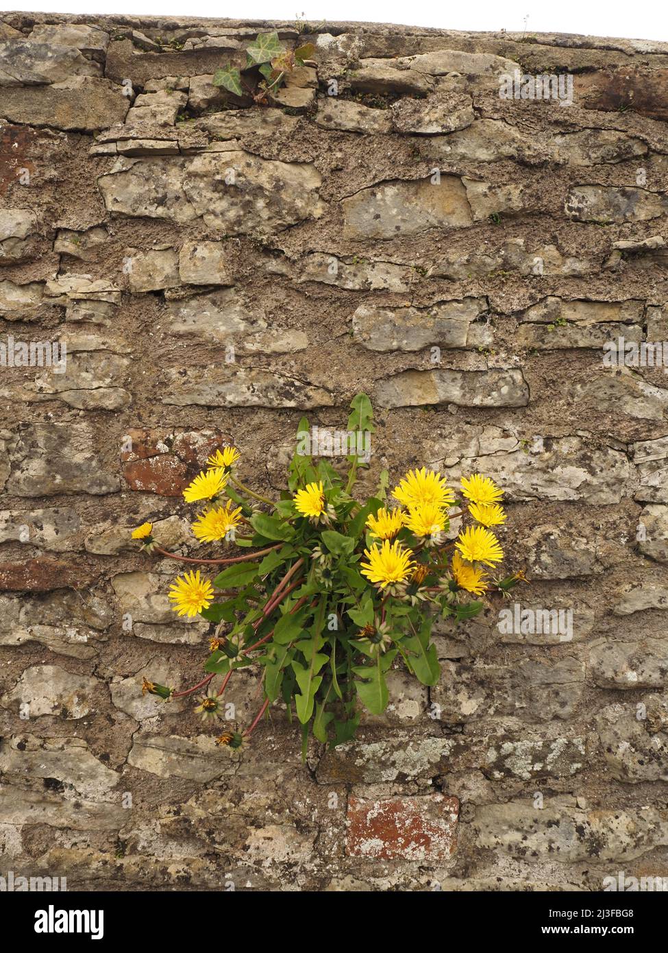 Dandelions (taraxacum officinale) in flower, growing from a stone wall ...