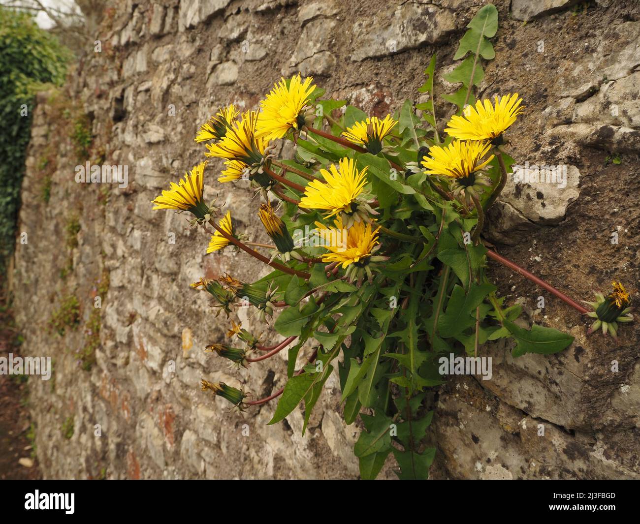 Dandelions (taraxacum officinale) in flower, growing from a stone wall ...