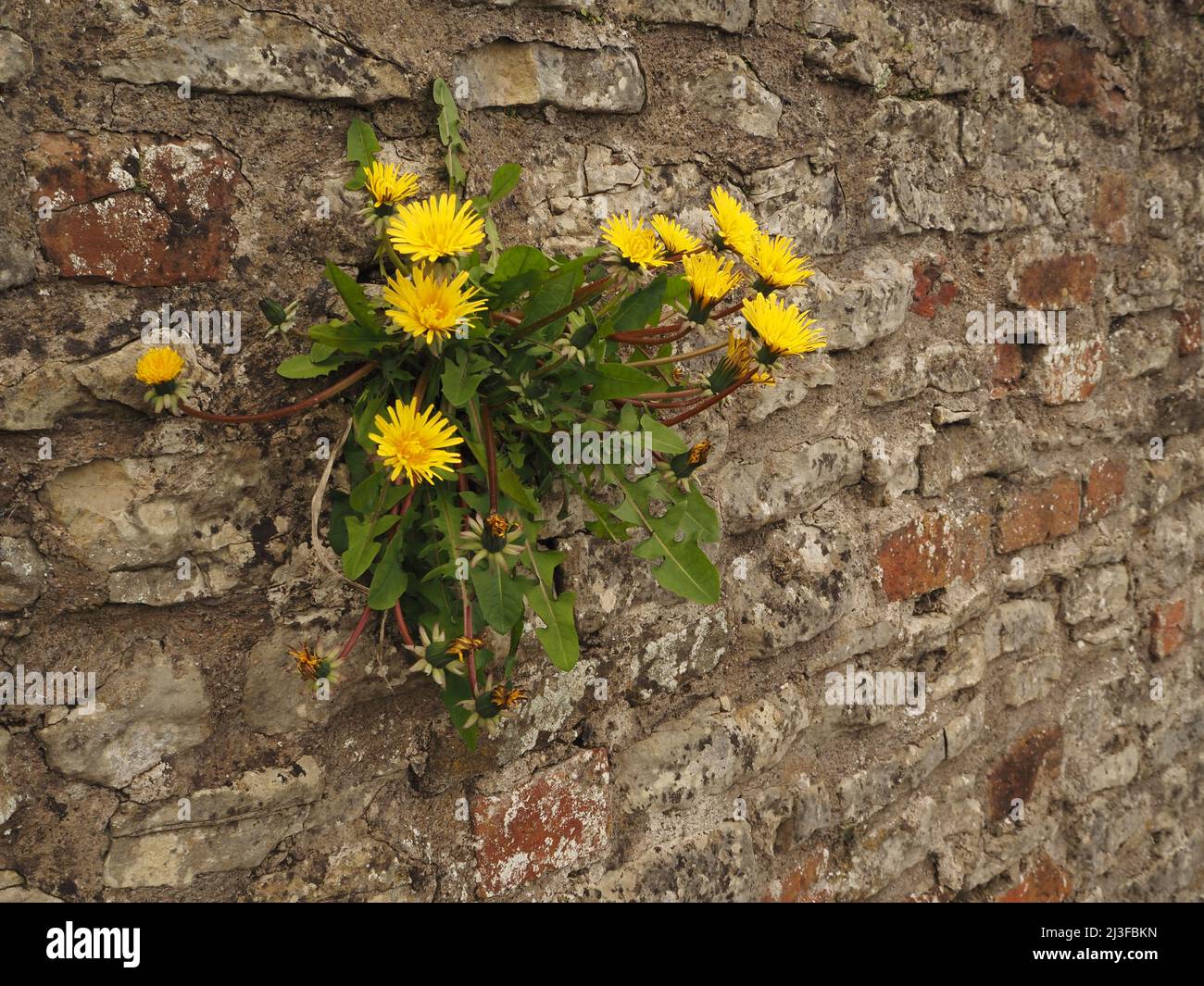 Midsomer hi-res stock photography and images - Alamy