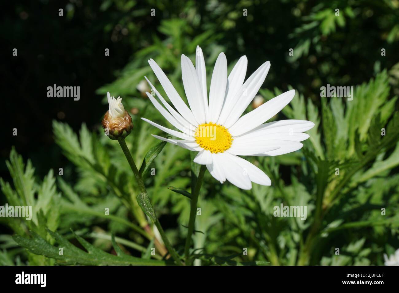 Single white daisy flower growing on garden Stock Photo - Alamy