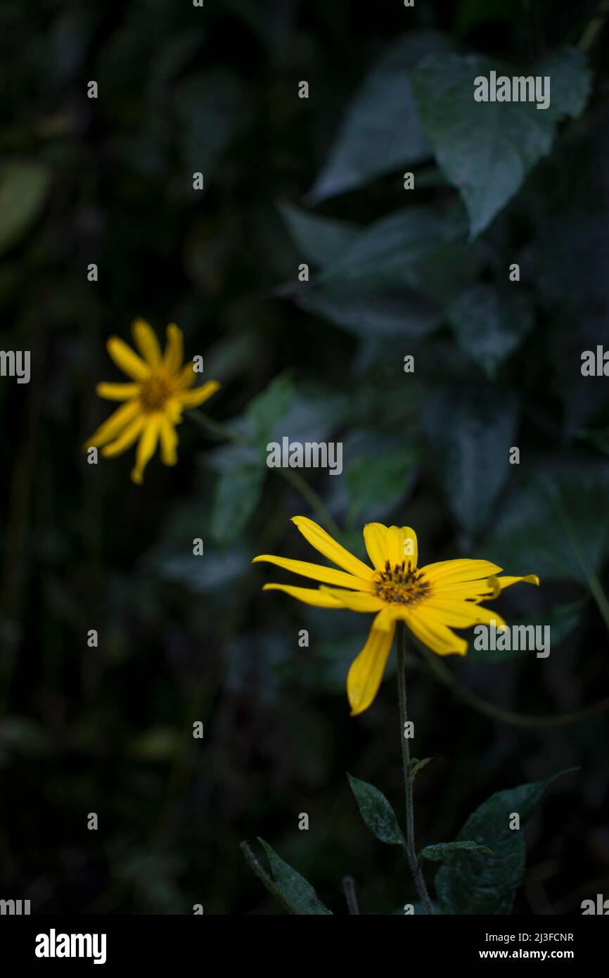 yellow flower Jerusalem artichoke. disturbing floral background Stock ...