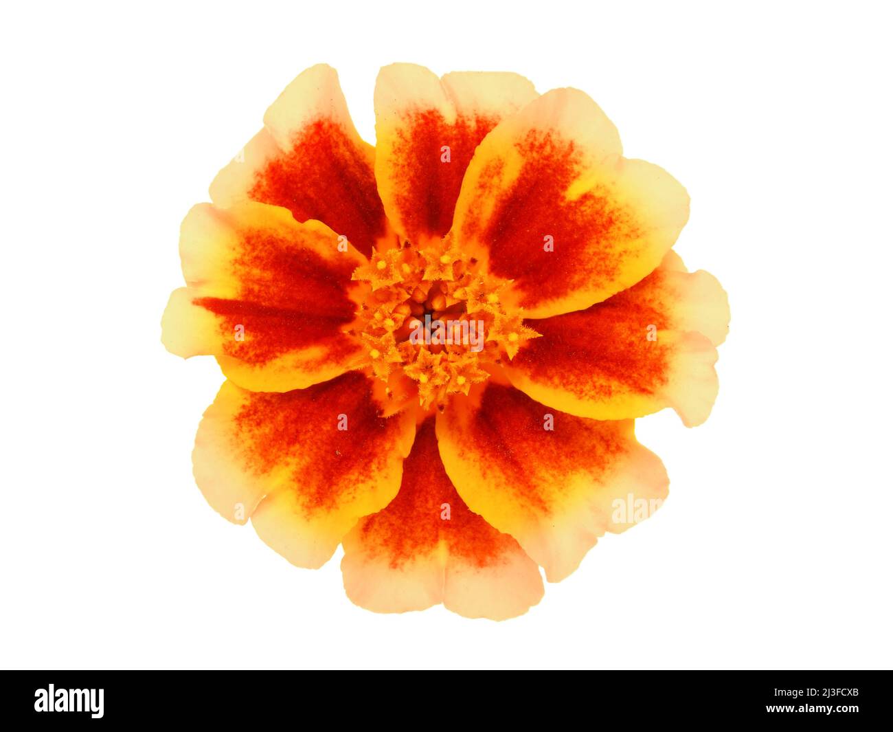 Red yellow marigold flower isolated on white Stock Photo - Alamy