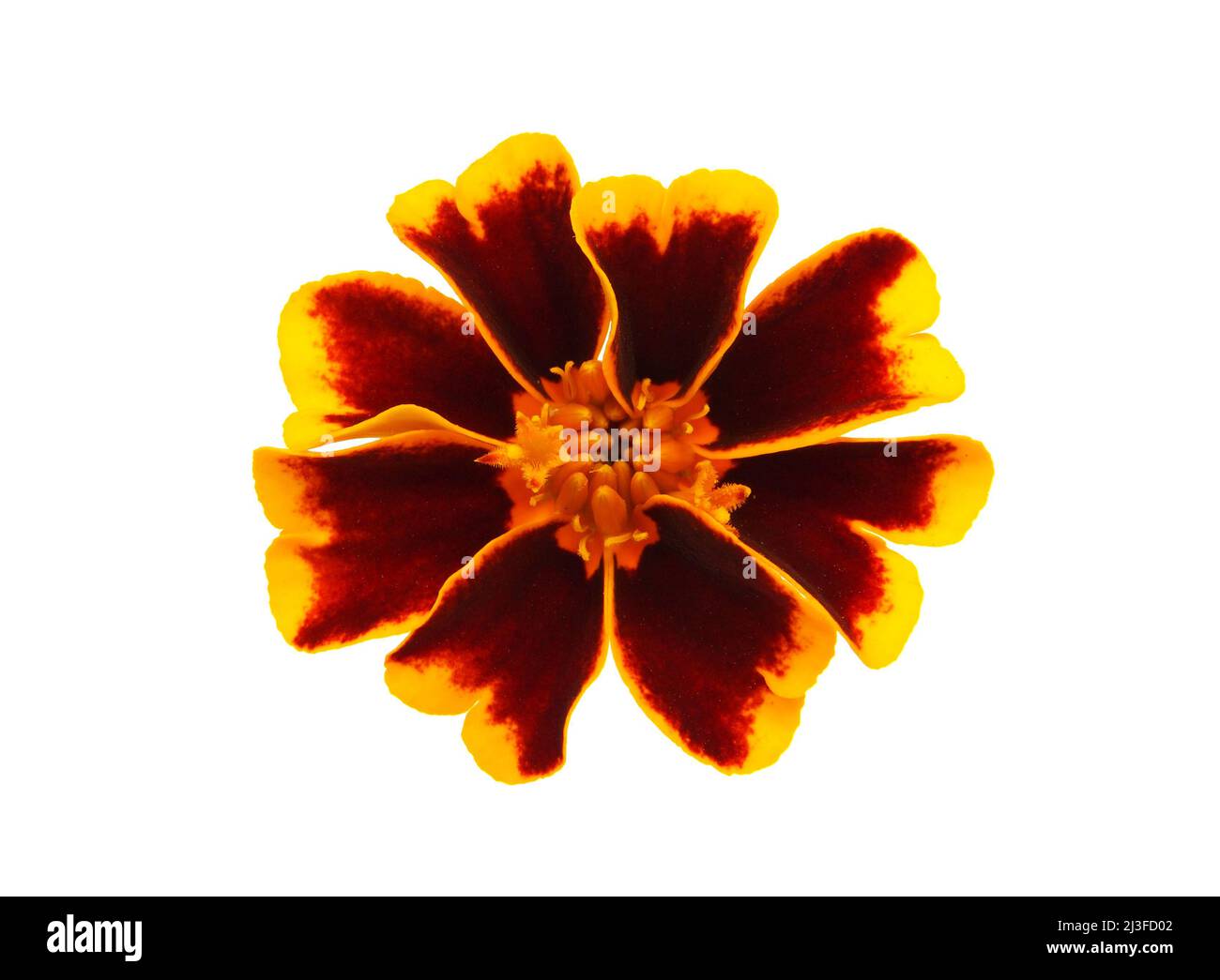 Brown yellow marigold flower isolated on white Stock Photo - Alamy