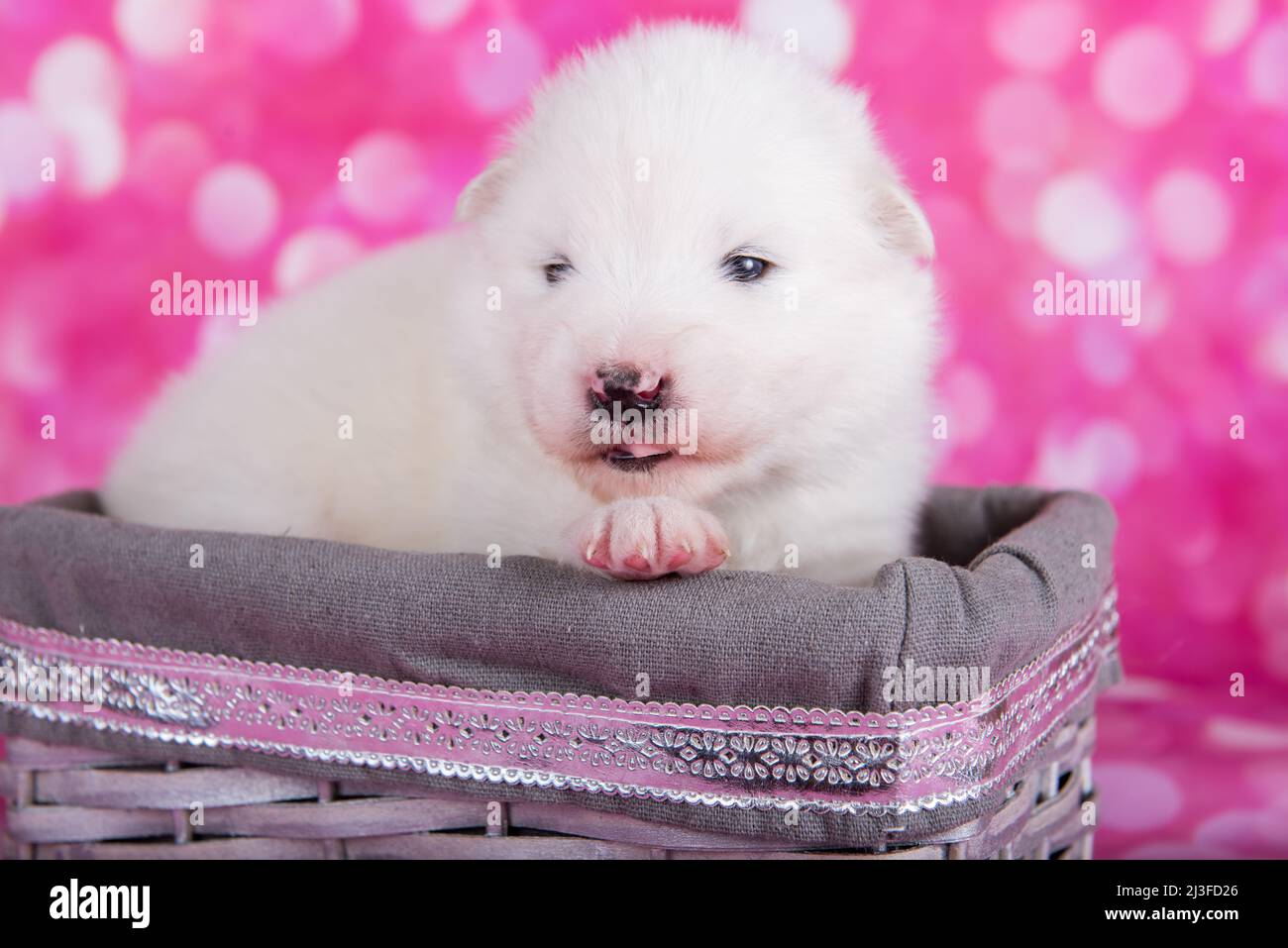 White fluffy small Samoyed puppy dog in a basket Stock Photo - Alamy