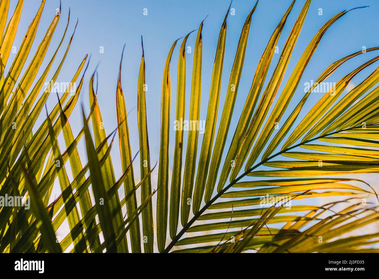 close-up of Majesty palm frond (Ravenea rivularis) glowing in the ...