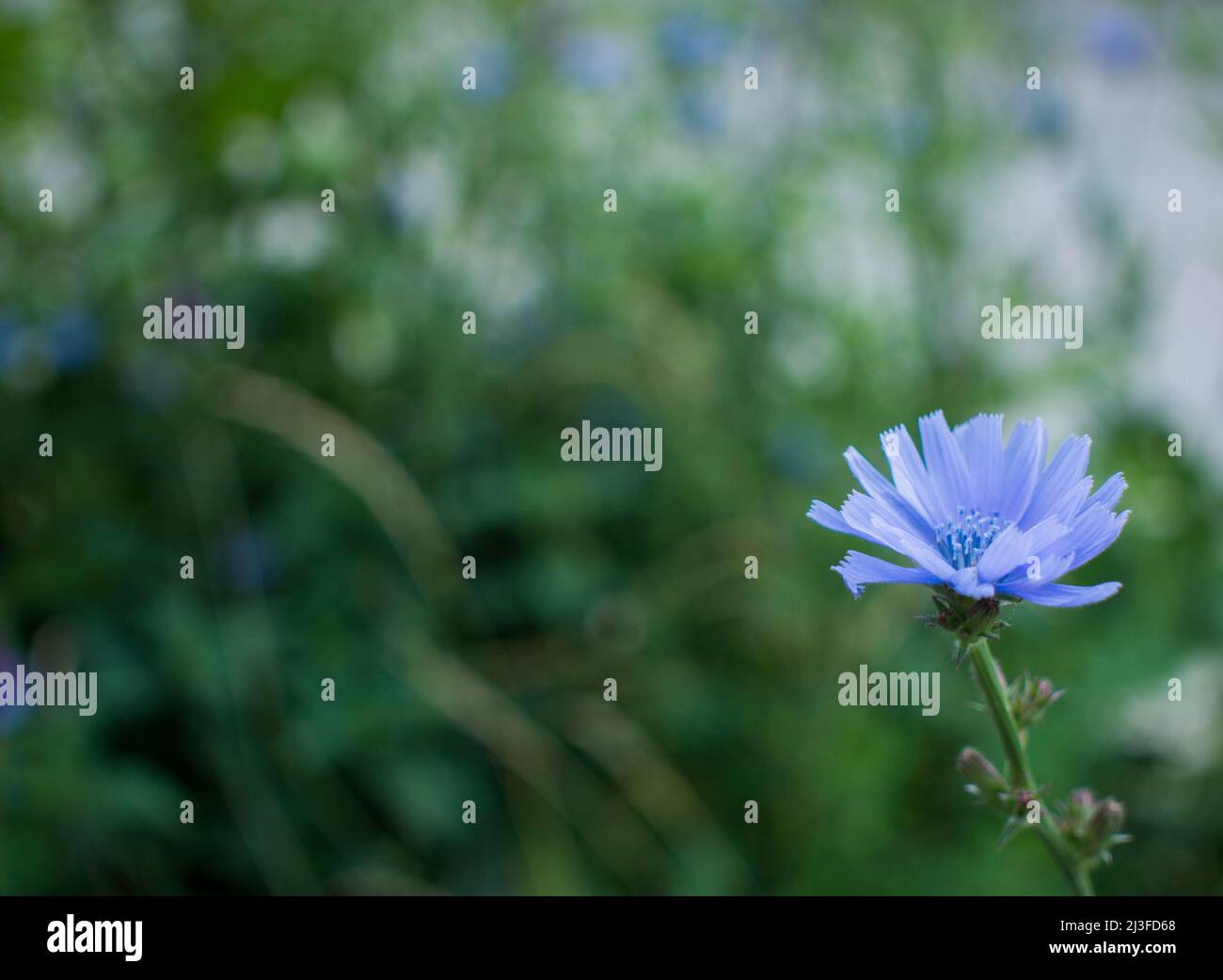 chicory flower at nature background Stock Photo - Alamy