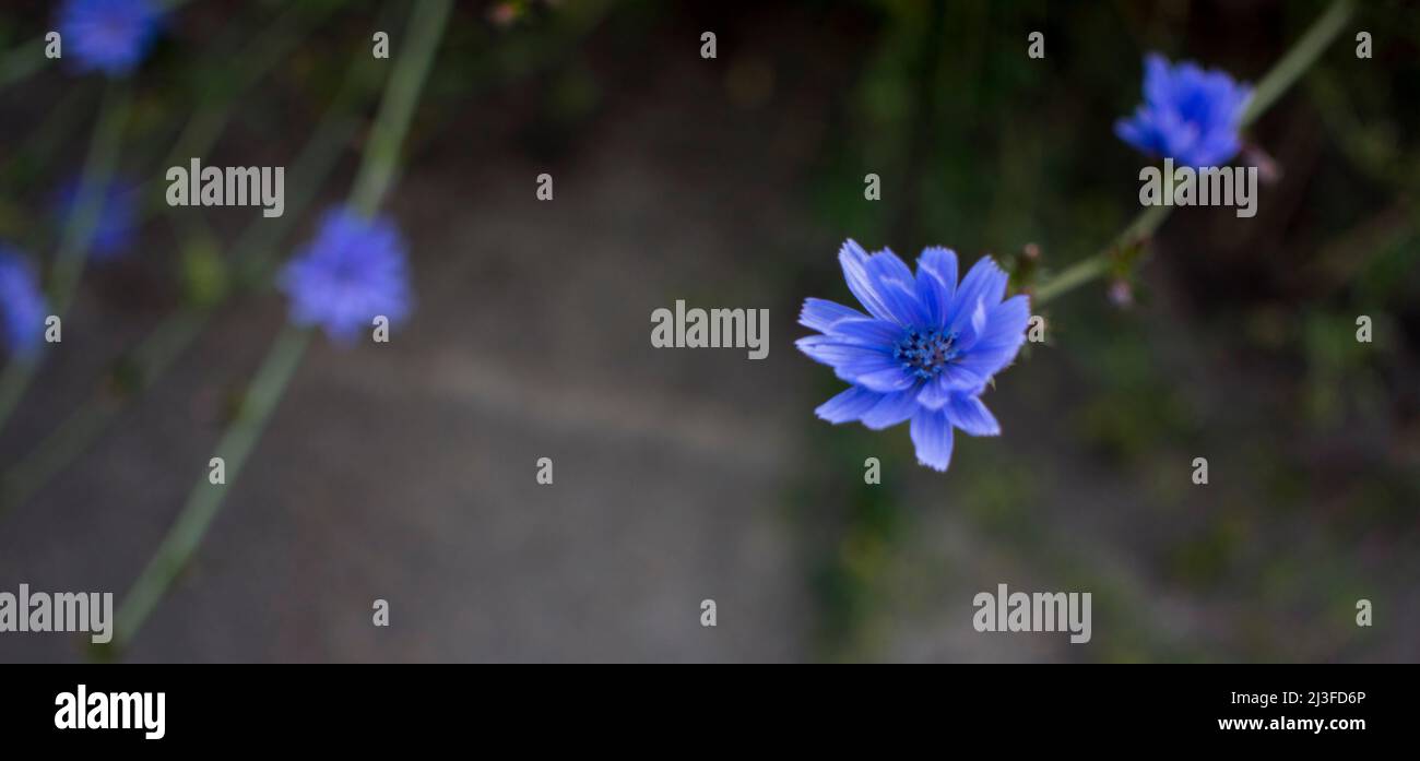 chicory flower at nature background Stock Photo - Alamy